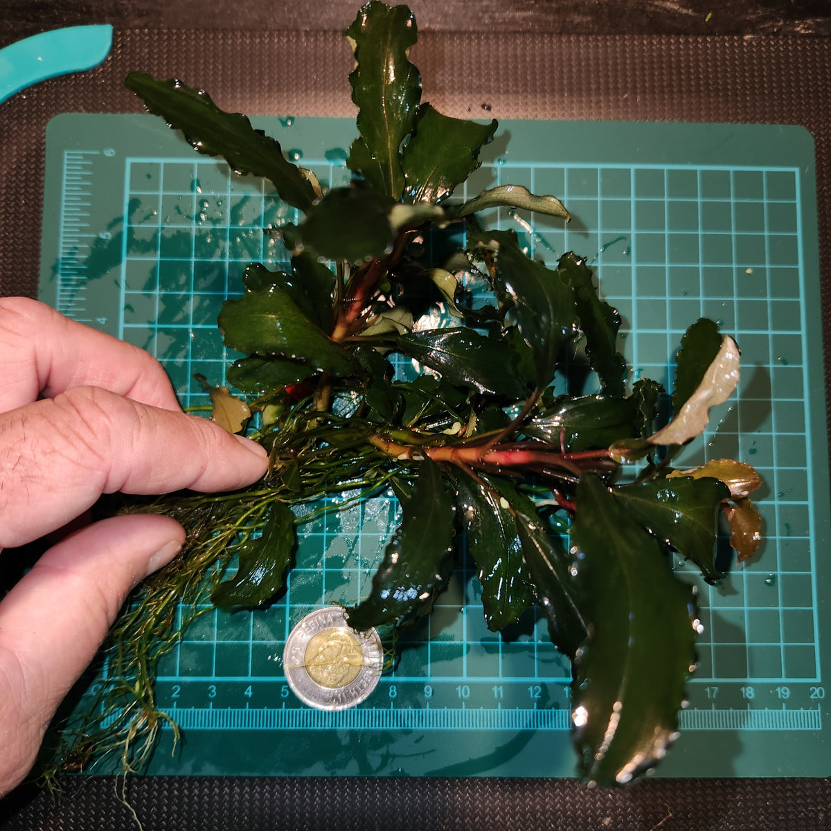 Bucephalandra - Wavey Green – Nicks Aquatics